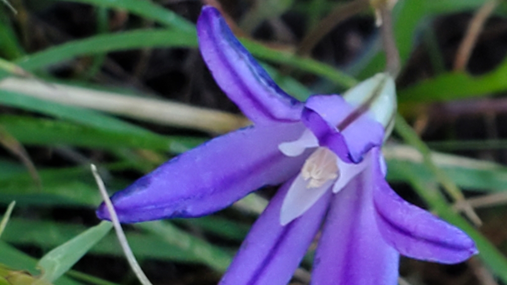 crown brodiaea from White Salmon, WA 98672, USA on July 13, 2022 at 07: ...