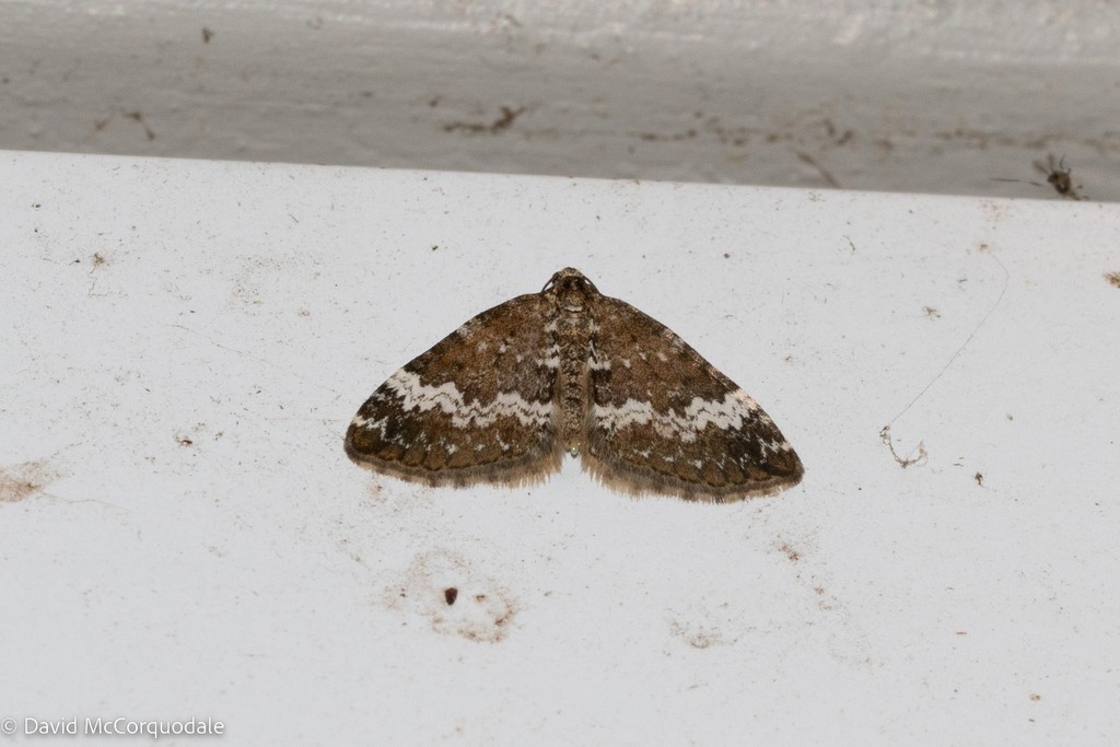 Small Rivulet from Georges River, NS, Canada on July 13, 2022 at 11:25 ...