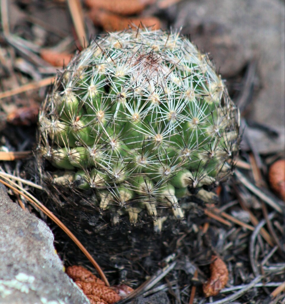 Spinystar from Lakeside, Pinetop-Lakeside, AZ 85929, USA on July 02 ...