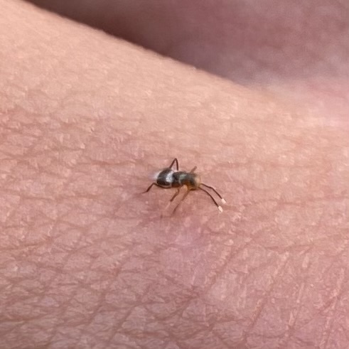 Encyrtidae from University of California - Davis, Davis, CA, US on July ...