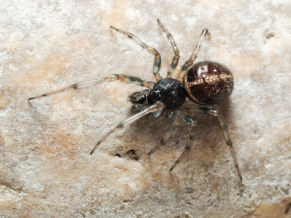 Rabbit Hutch Spider from Donkey Wood on July 14, 2022 at 03:26 PM by ...