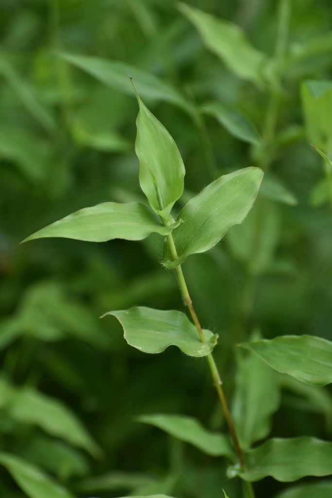 small carpetgrass (Invasive species in Franklin Park) · iNaturalist