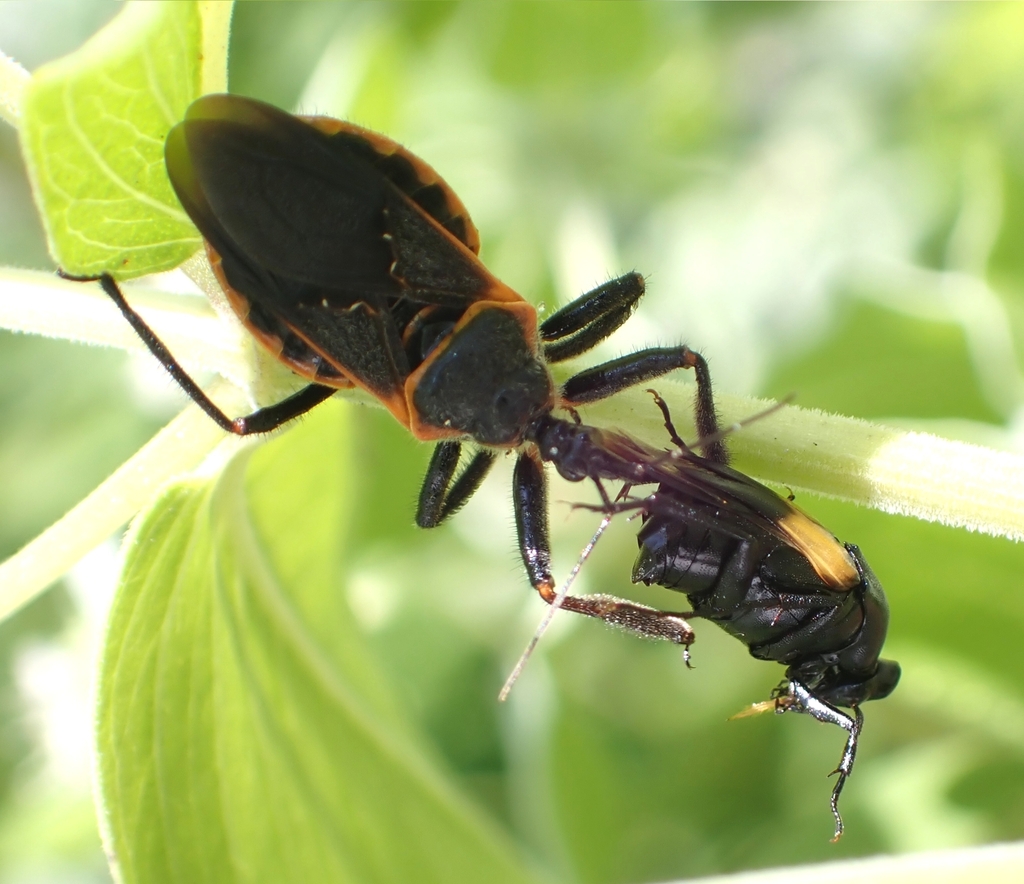 Eastern Bee Assassin in July 2022 by Mariko. With prey (macrosiagon ...