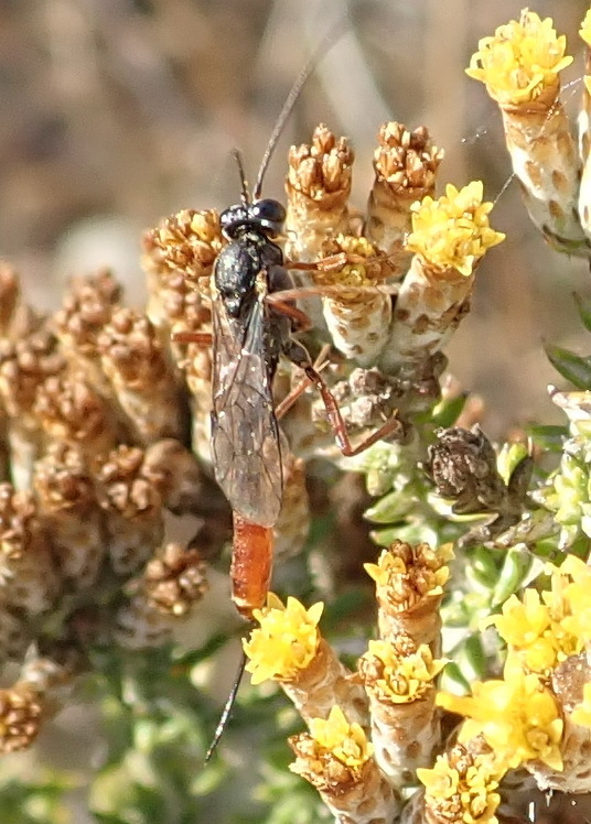 Ichneumonid Wasps from Voelvlei Dam, Cape Winelands, South Africa on ...