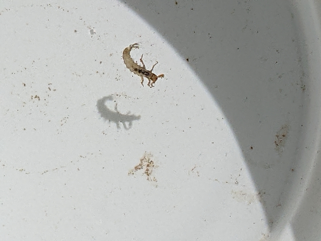 Winged and Once-winged Insects from Solebury Township, PA, USA on July ...