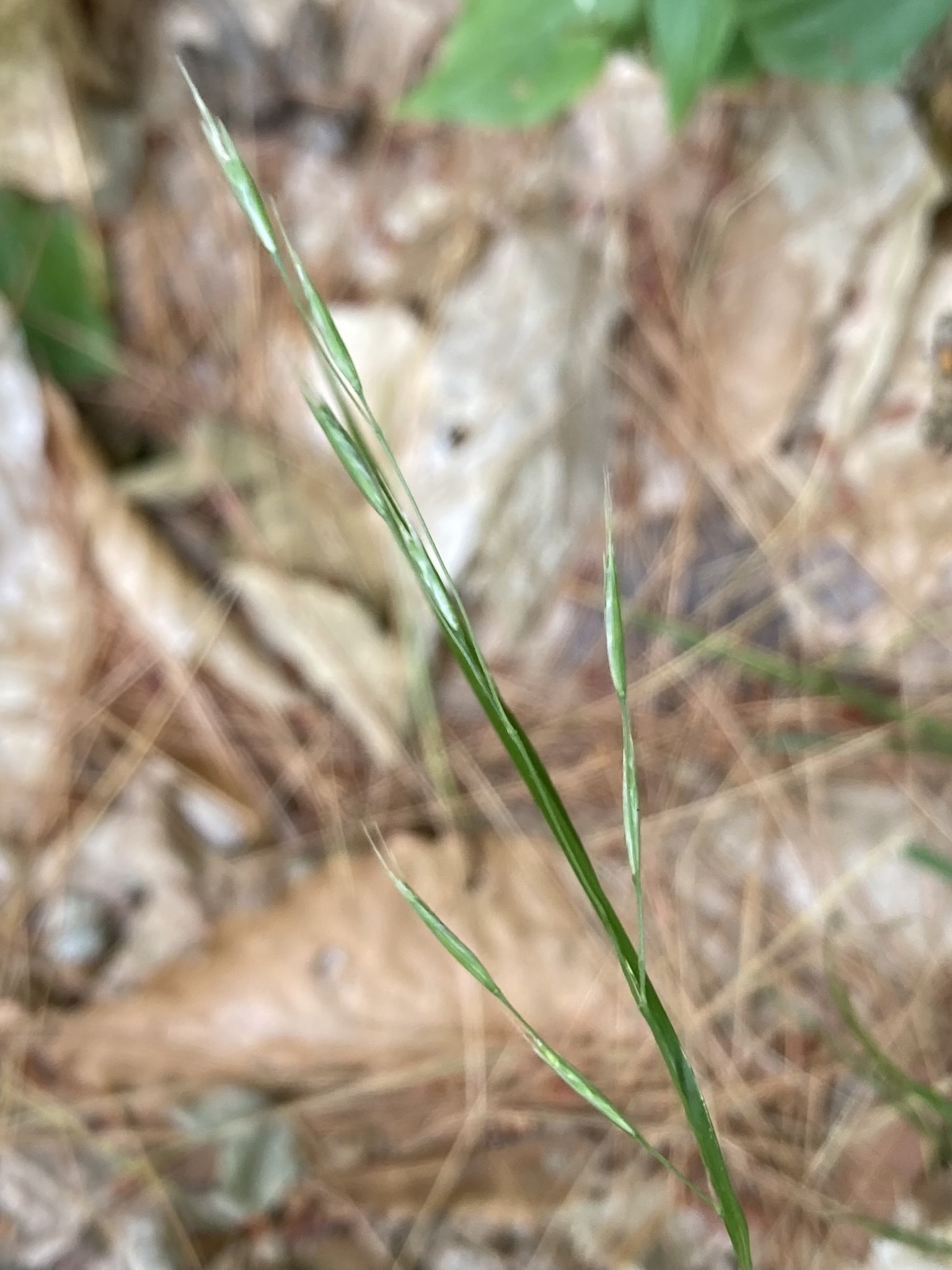 Danthonia compressa Austin