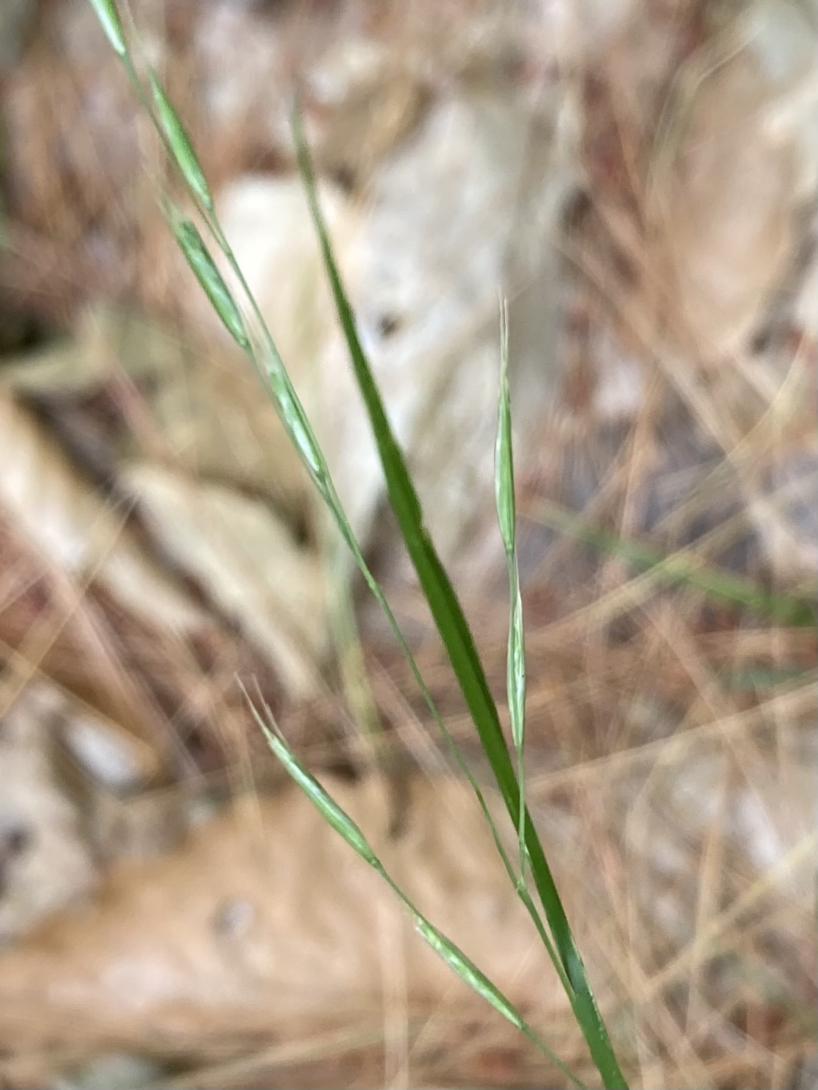 Danthonia compressa Austin