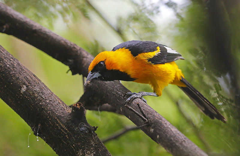 White-edged Oriole (Icterus graceannae) - Avian Discovery