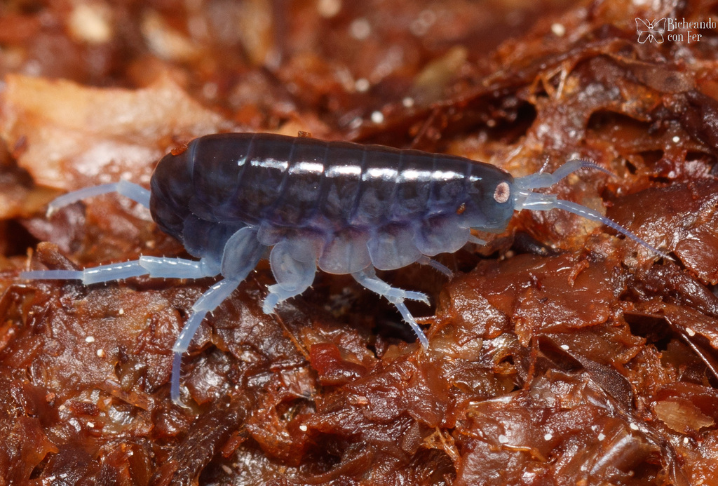 Amphipods from Othón P. Blanco, MX-QR, MX on July 13, 2022 at 11:08 AM ...