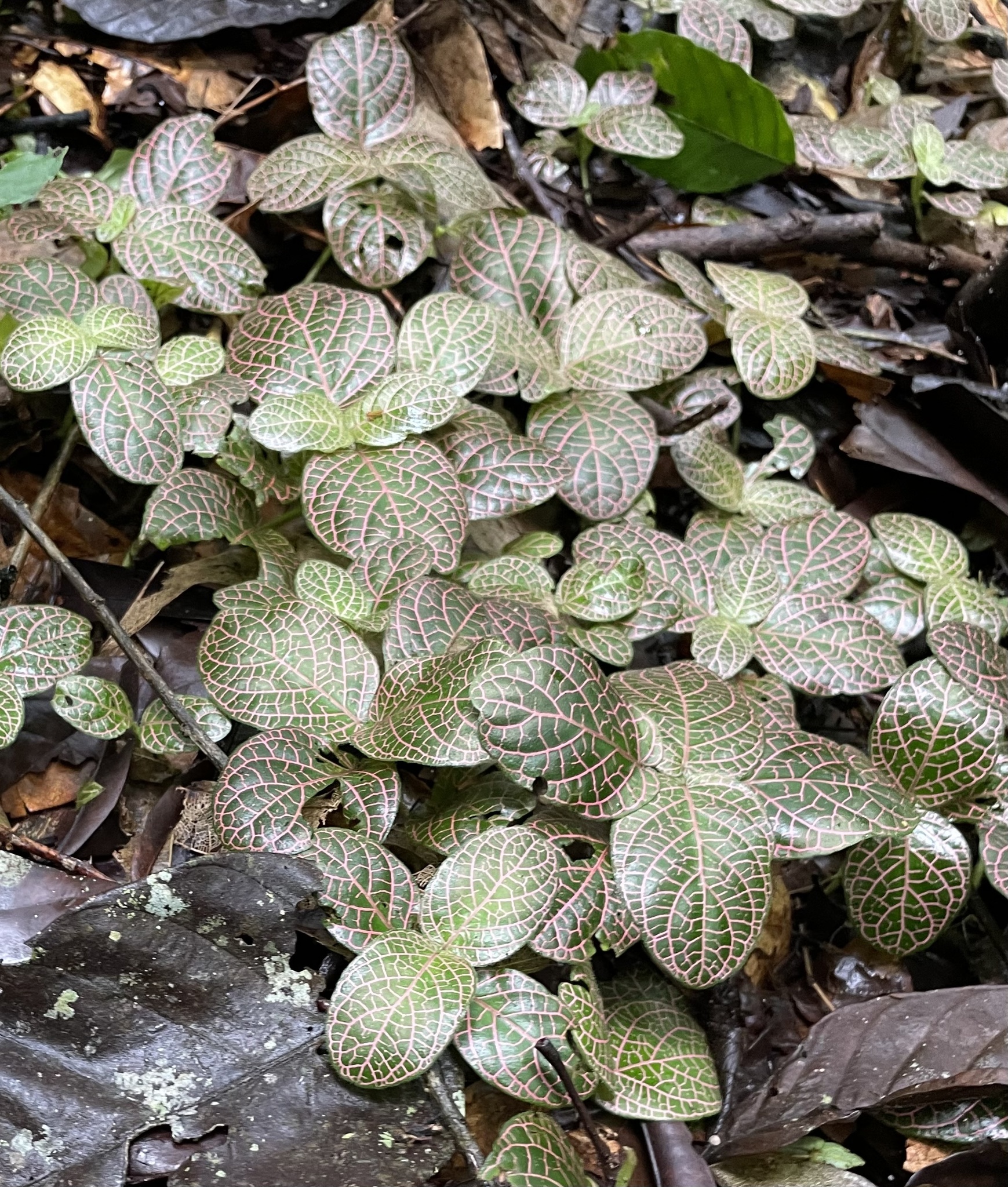 Fittonia albivenis (Lindl. ex Veitch) Brummitt