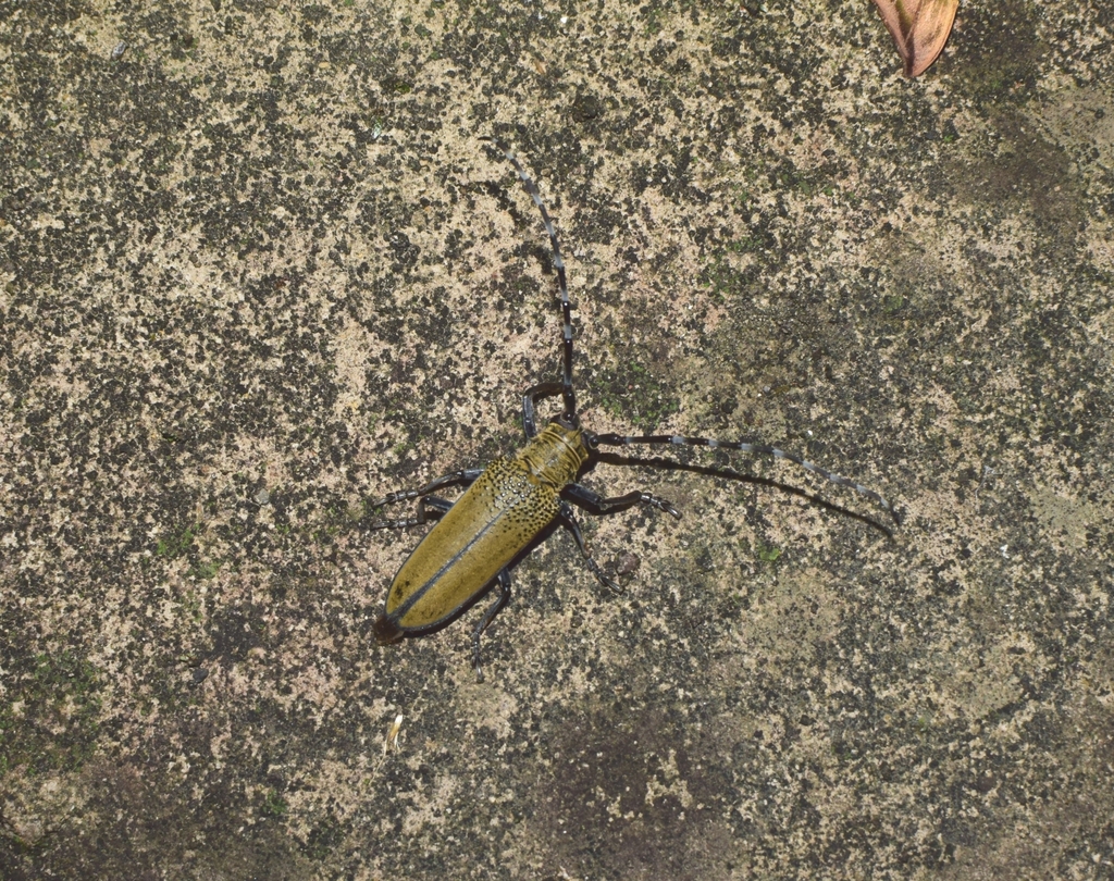 Apriona rugicollis from Hangzhou, CN-ZJ, CN on July 10, 2022 at 12:40 ...