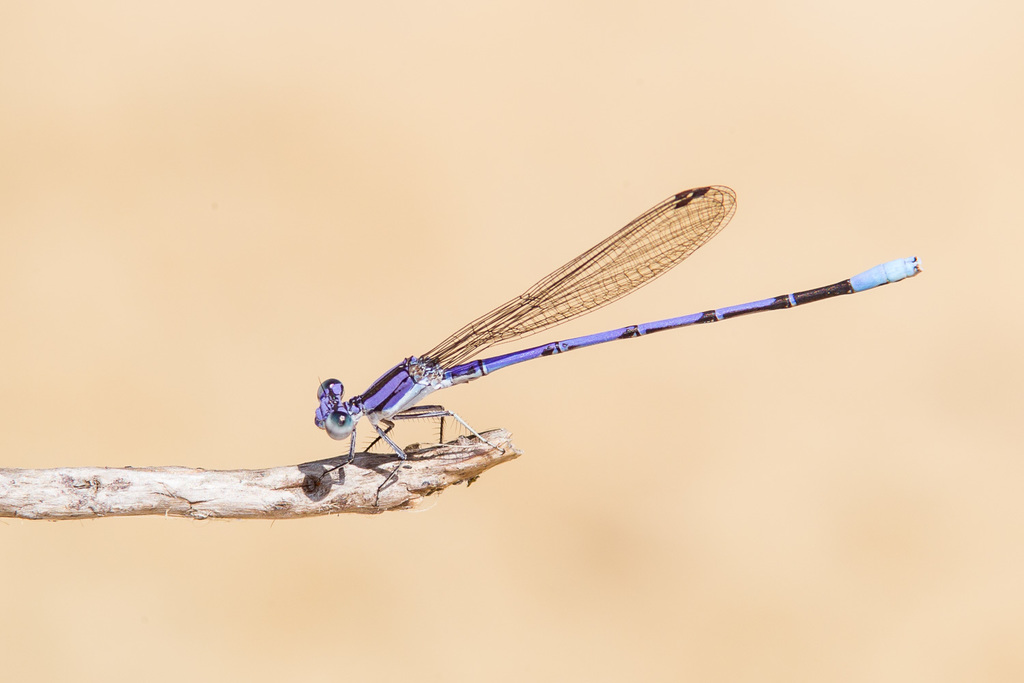 Lavender Dancer (Dragonflies and Damselflies of California) · iNaturalist