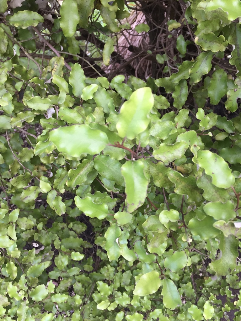 Akiraho from 4672, Hawera, Taranaki, NZ on July 16, 2018 at 12:41 PM by ...