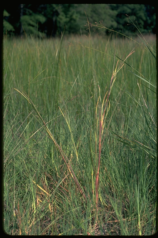 Wrinkled Jointtail Grass from Galloway, NJ, USA on August 31, 1984 by ...