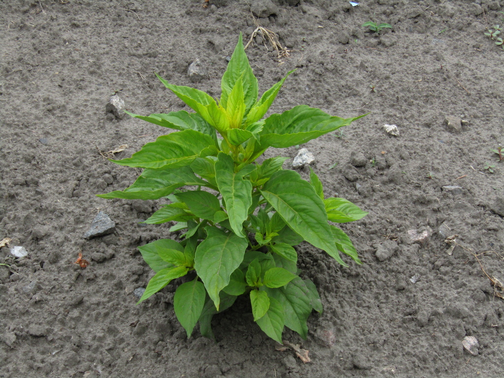 Quail Grass from Печерский район, Киев, Украина, 02000 on July 11, 2022 ...