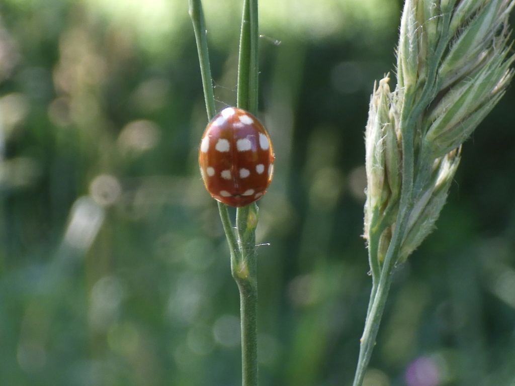 Cream-spotted Ladybird from Новгородский р-н, Новгородская обл., Россия ...