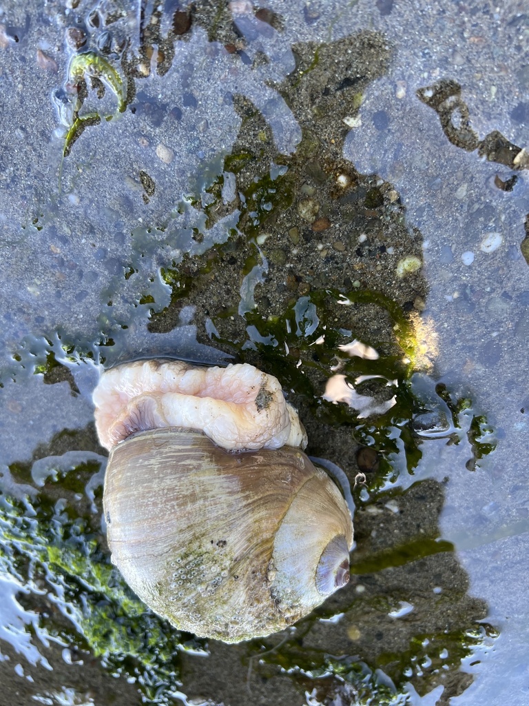 Lewis's Moon Snail from Case Inlet, Lakebay, WA, US on July 14, 2022 at ...