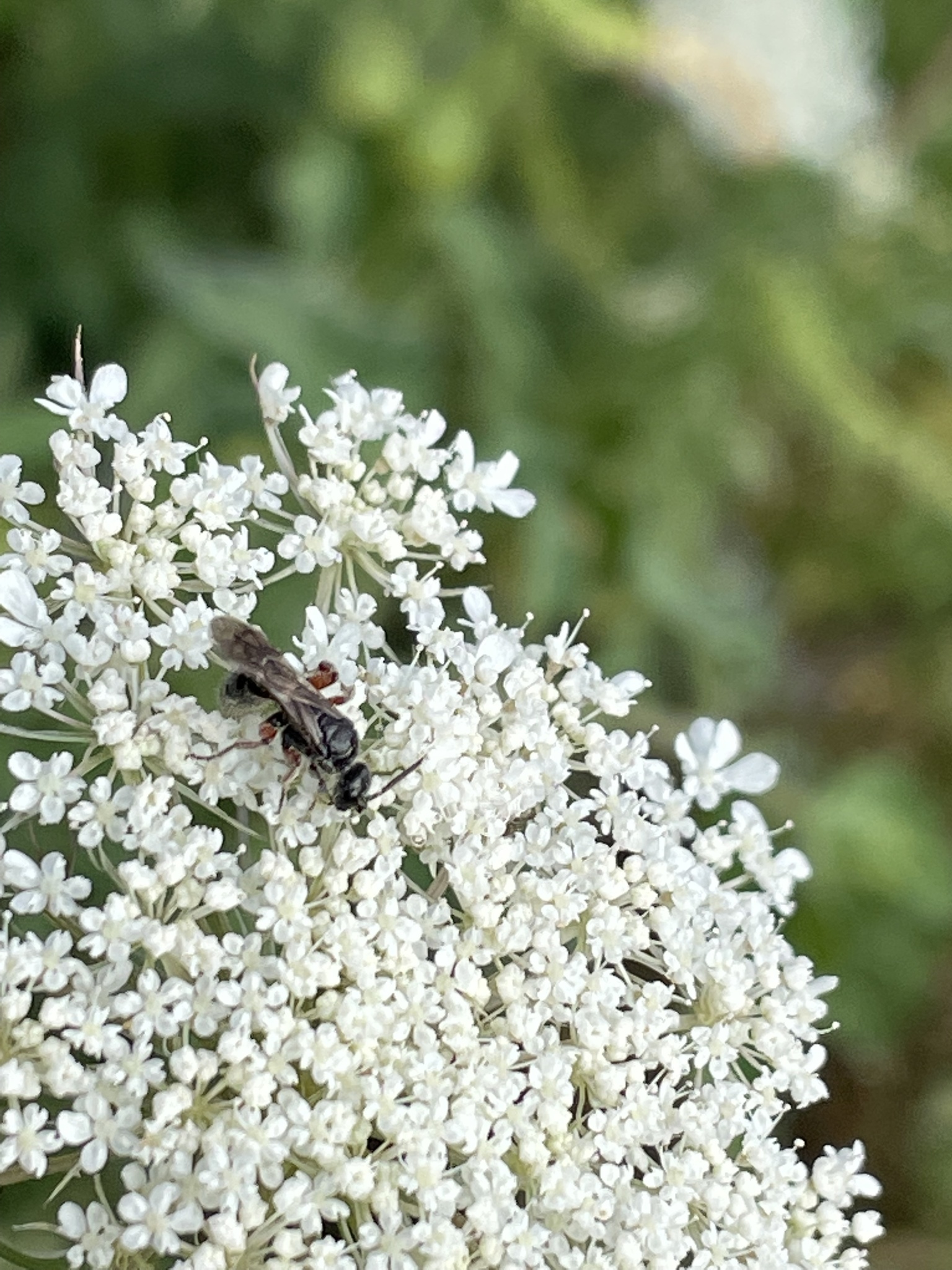 Tiphia J.C.Fabricius, 1775