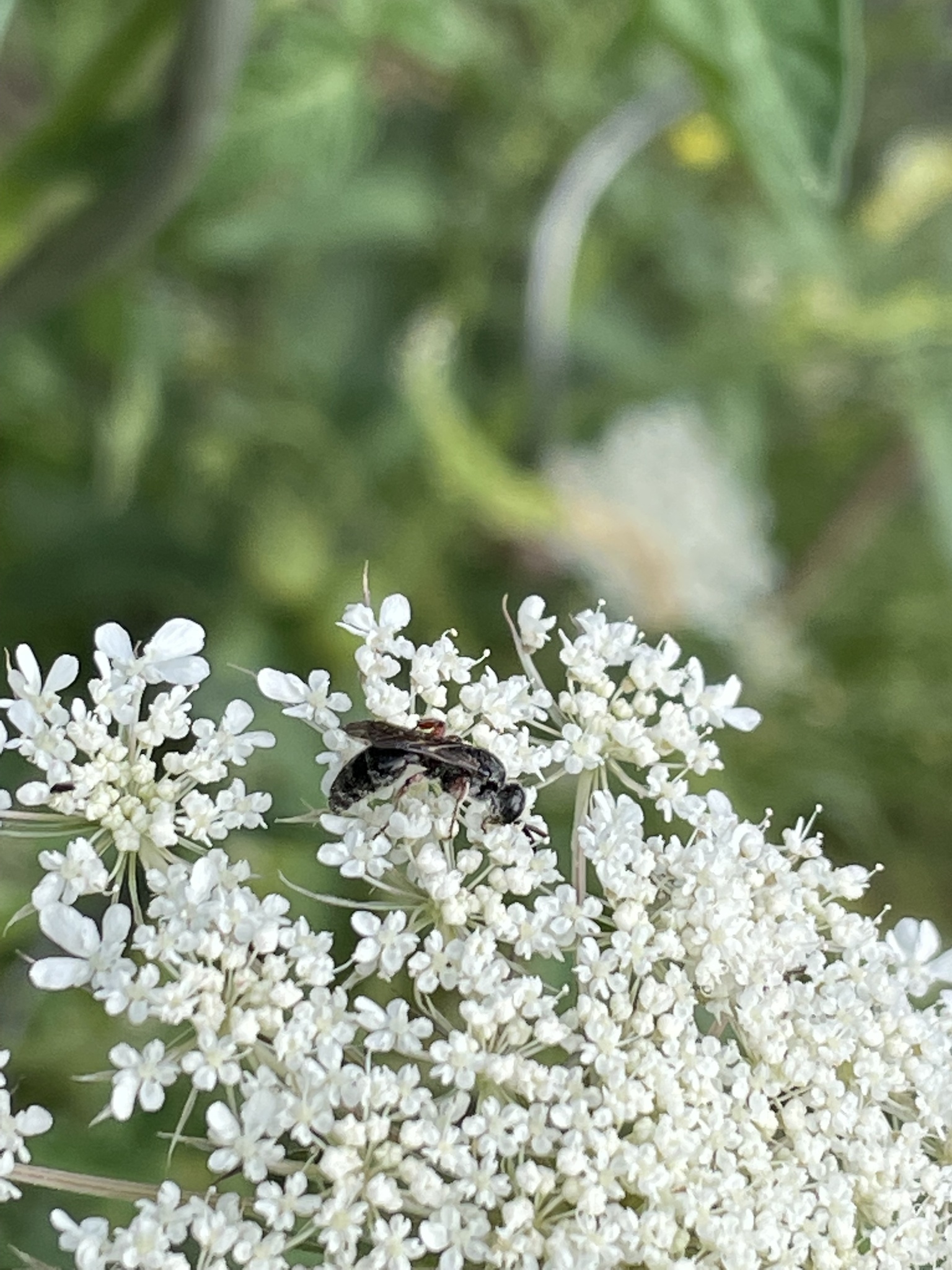 Tiphia J.C.Fabricius, 1775