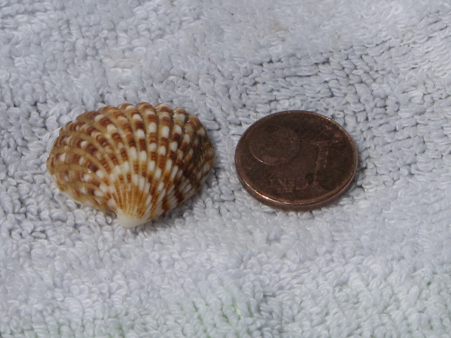 Cardites antiquatus (Linnaeus, 1758)