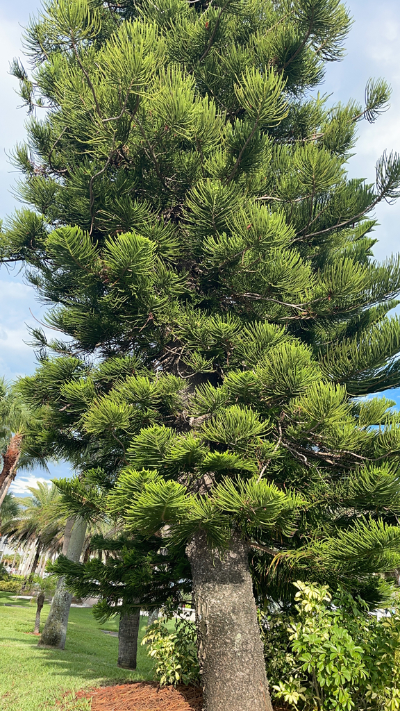 Cook pine from Clearwater on July 14, 2022 at 06:30 PM by britt4059 ...