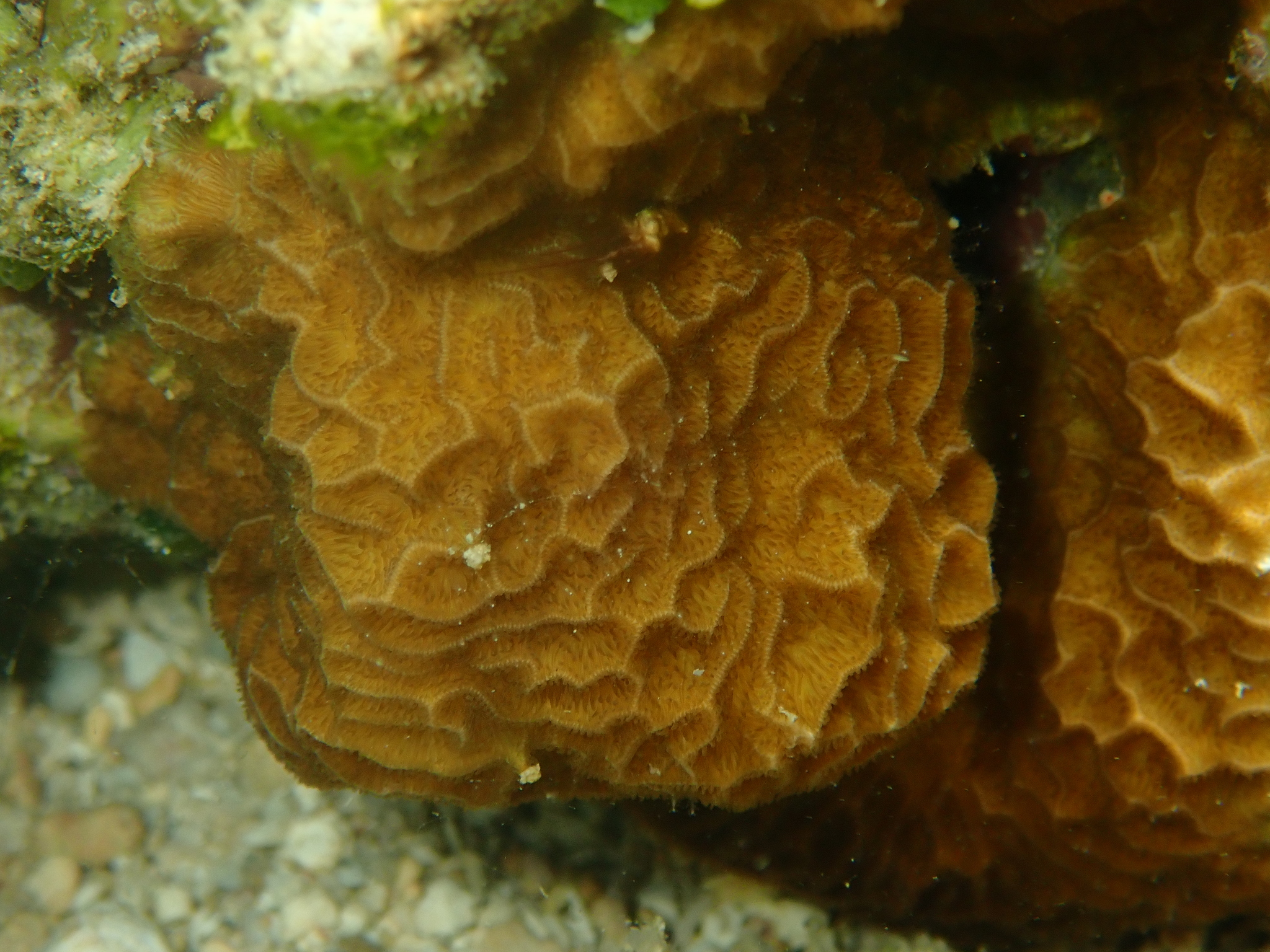 Pavona venosa (Ehrenberg, 1834)