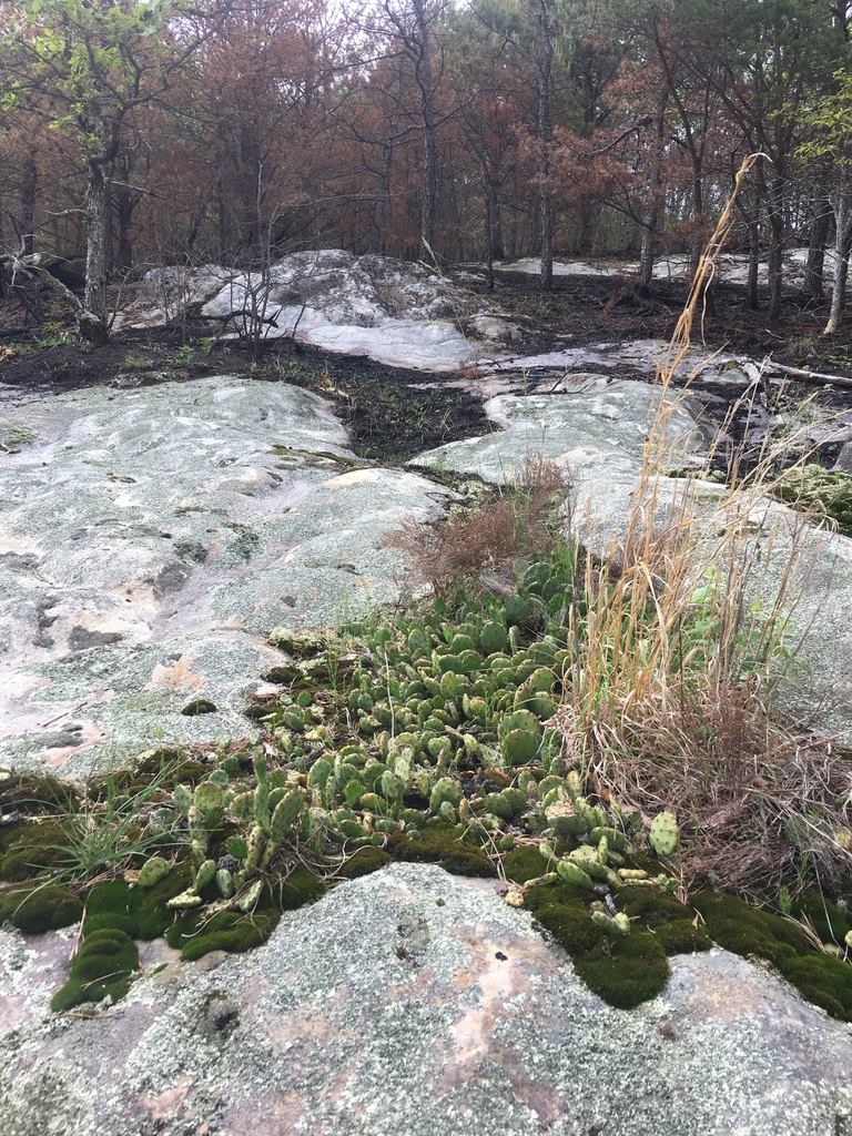 low pricklypear in May 2018 by Tara Rose Littlefield · iNaturalist