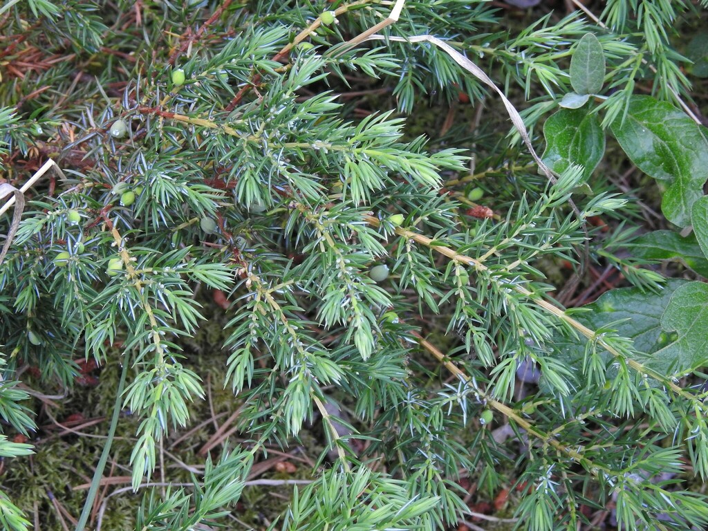 common juniper from Yukon, Yukon, Canada on July 07, 2022 at 10:03 AM ...