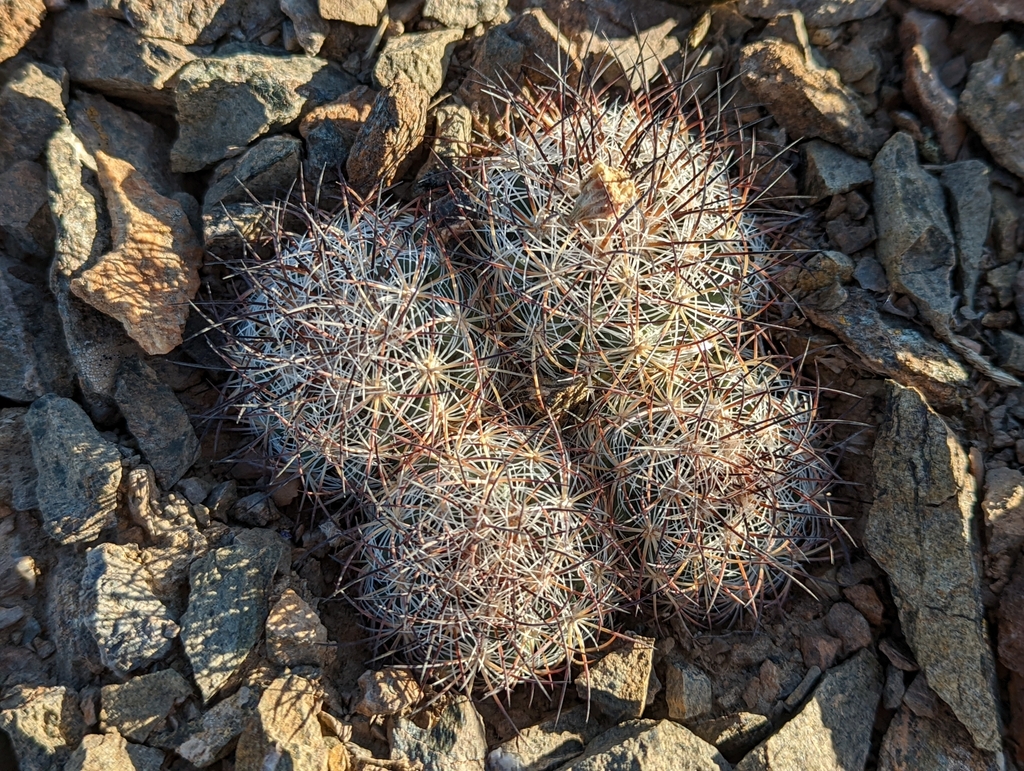 Mountain Ball Cactus from Winnemucca, NV 89445, USA on July 7, 2022 at ...