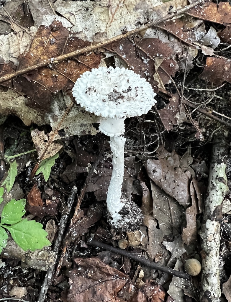 amanita mushrooms from Bivens Arm Nature Park, Gainesville, FL, US on ...