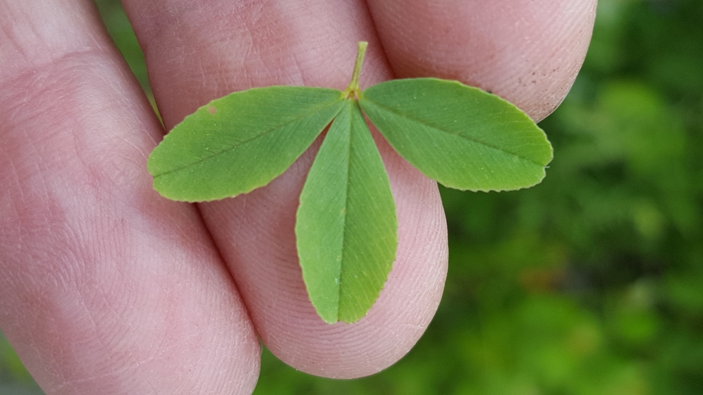 large hop clover (Trifolium aureum) - Botanical Realm