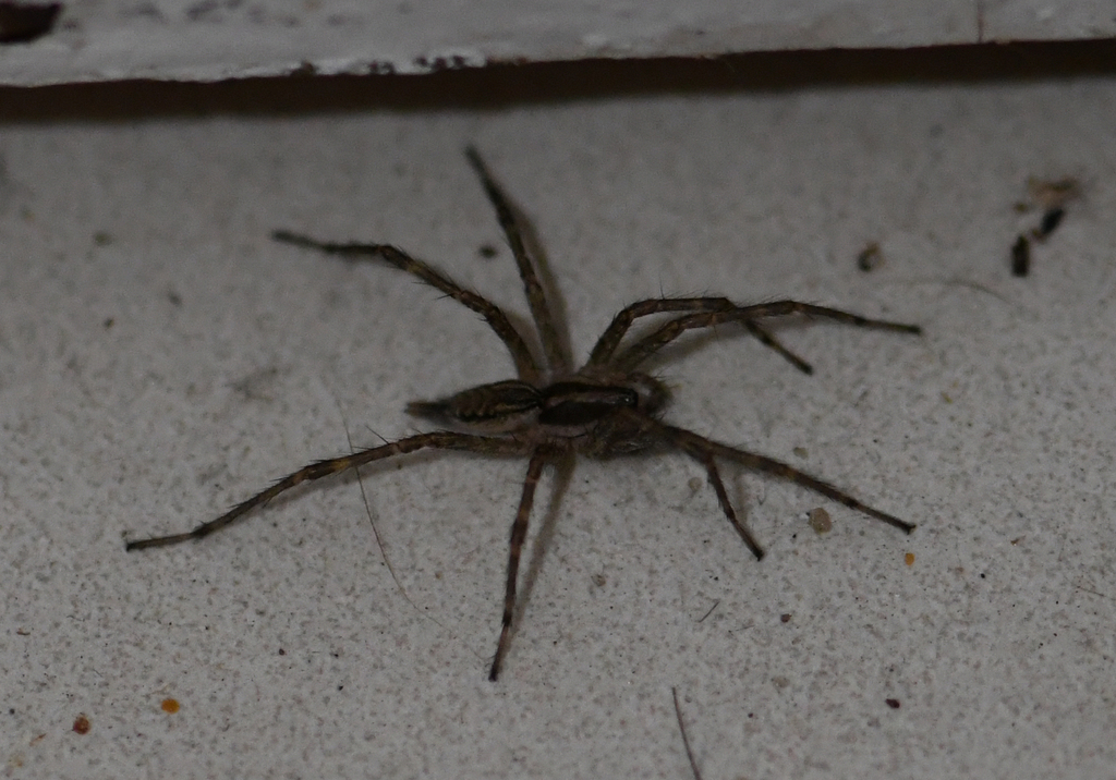 Grass Spiders in July 2022 by Penguin · iNaturalist