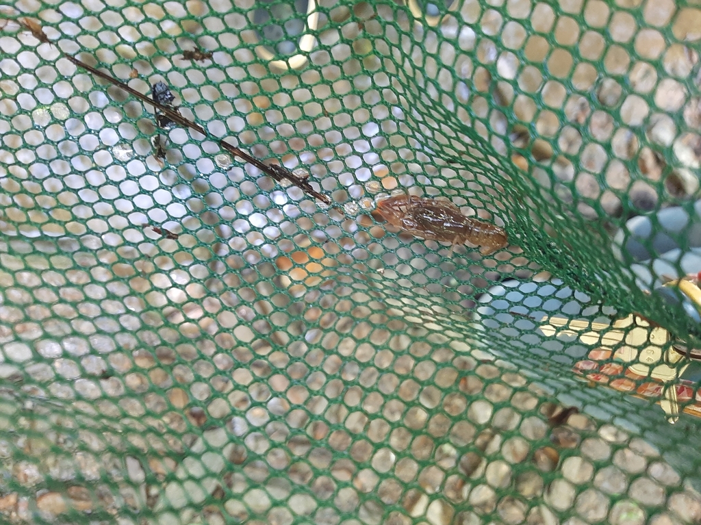 Eastern Crayfish from Shawmont Valley, Philadelphia, PA, USA on July 11 ...