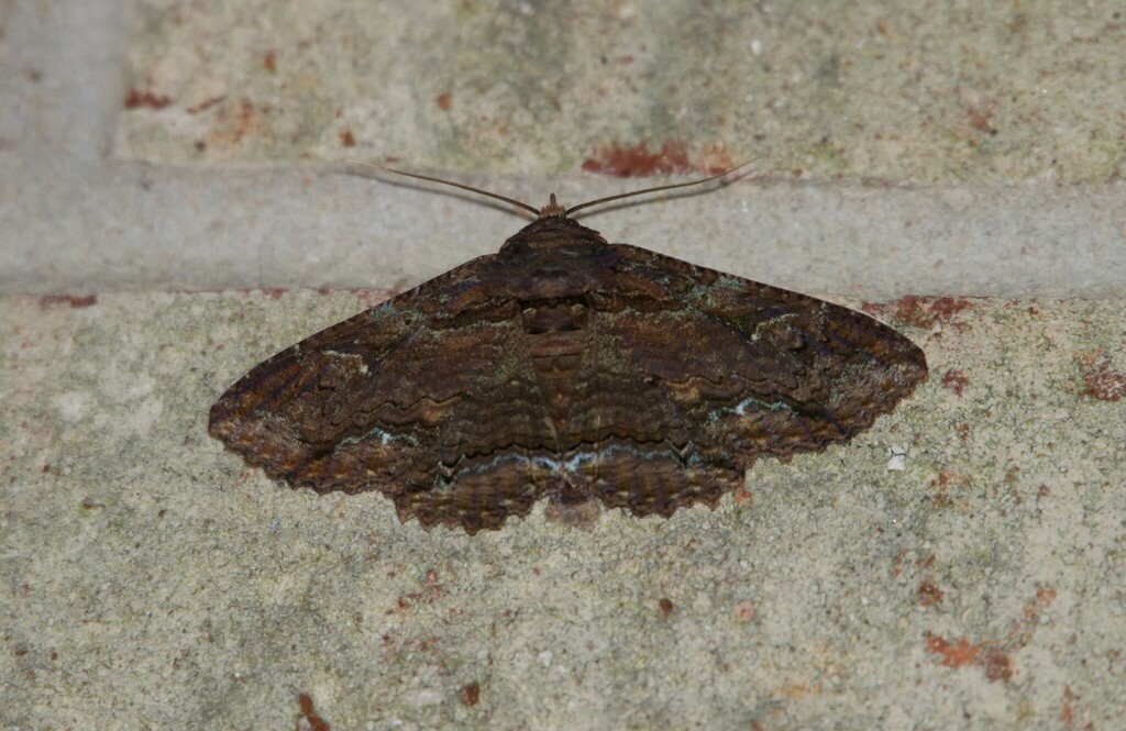 Lunate Zale Moth in July 2022 by Stella Tea · iNaturalist