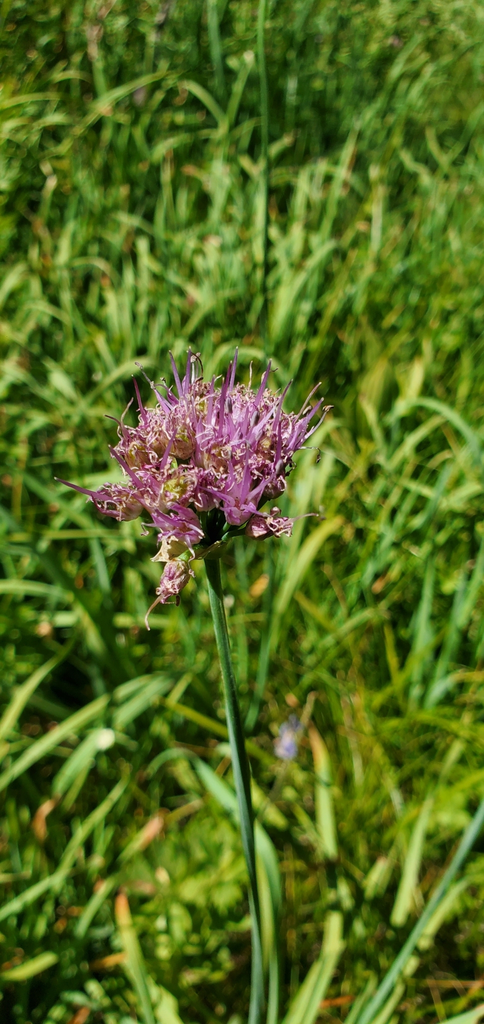 Allium validum S.Watson