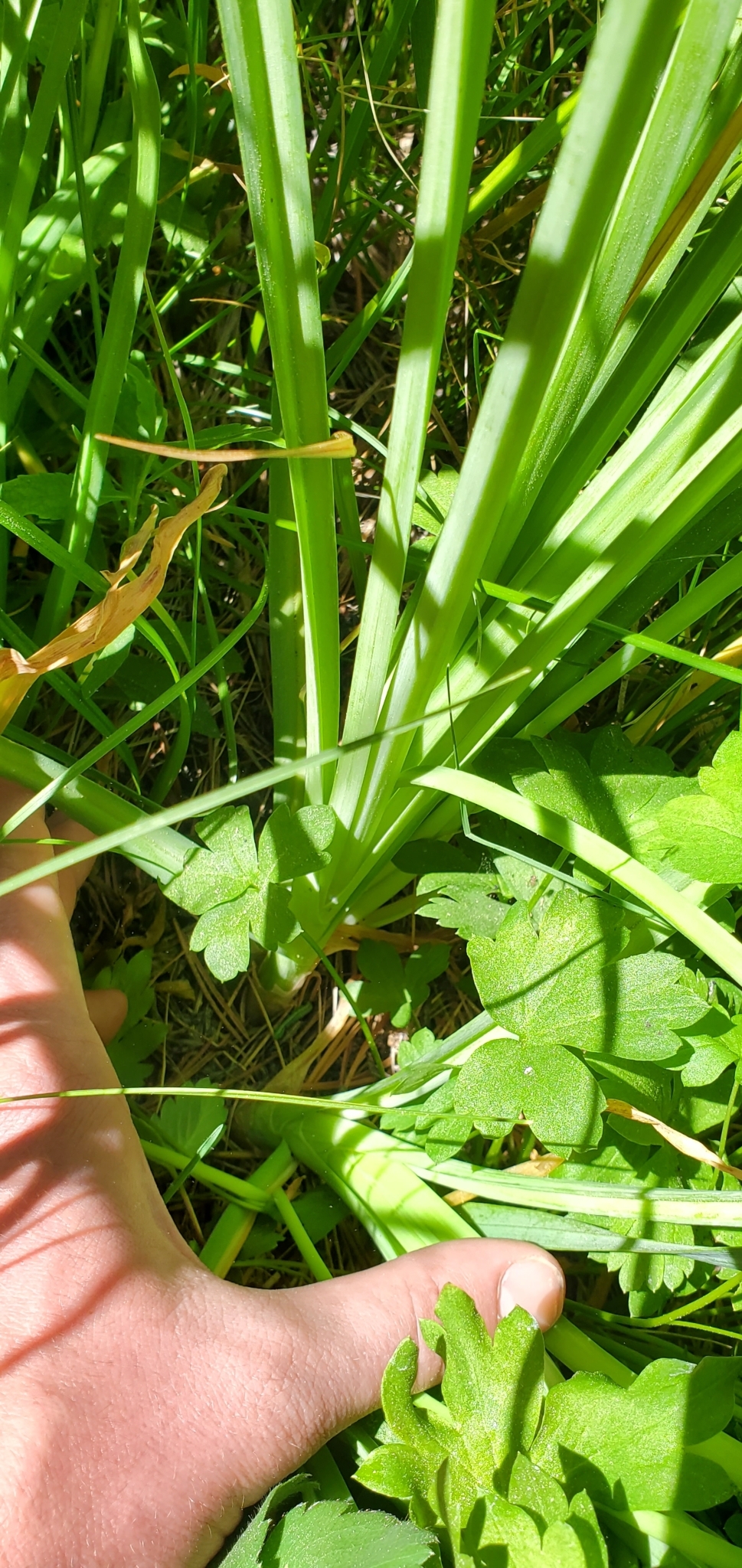 Allium validum S.Watson