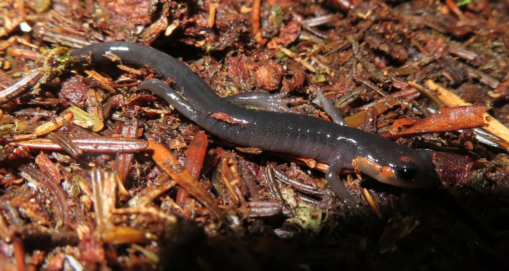 Red-cheeked Salamander in July 2022 by Mila C.. High elevation, under a ...