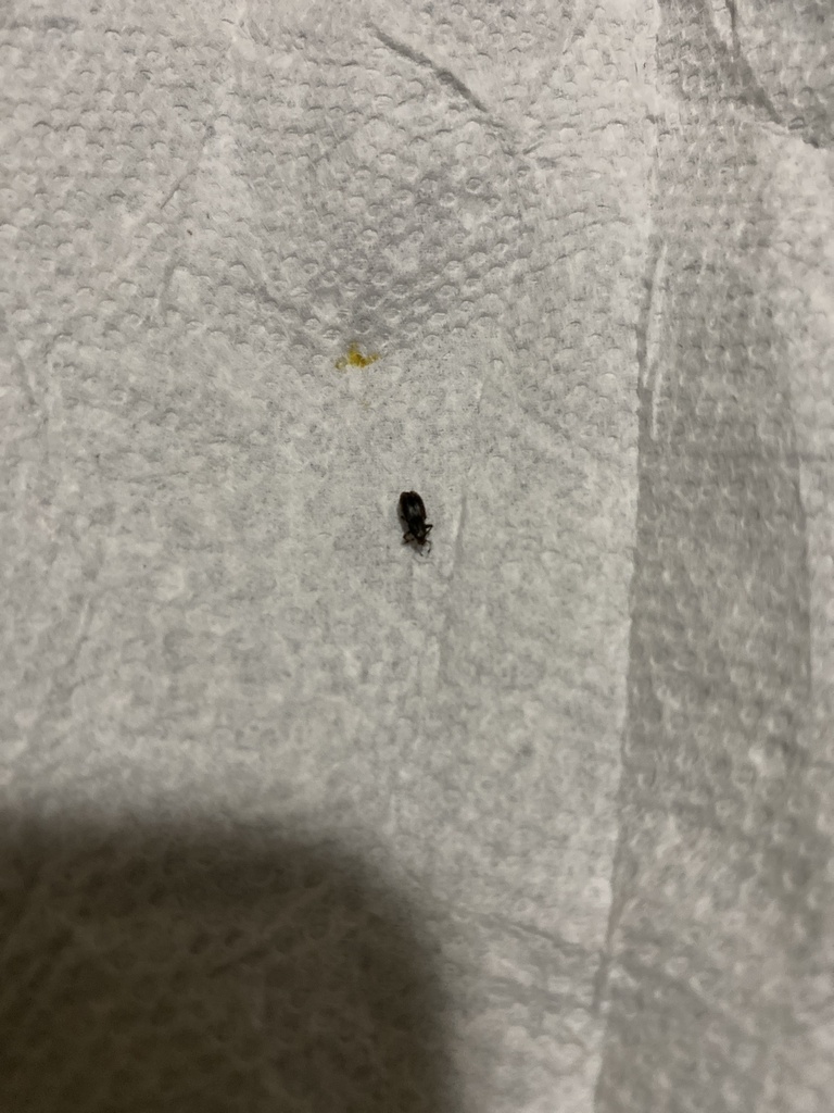 Beetles from Long Island, New York, NY, US on July 14, 2022 at 08:51 PM ...