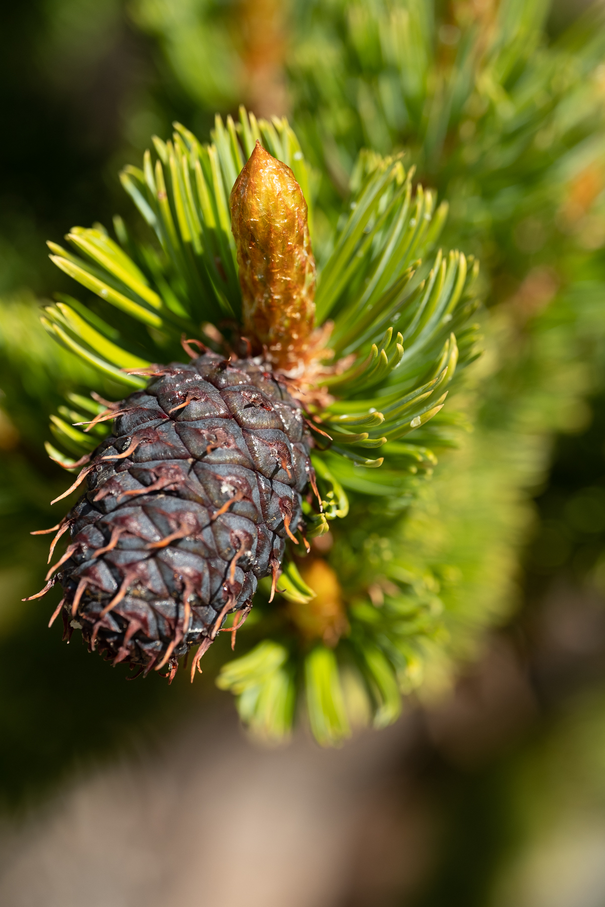 Pinus aristata Engelm.