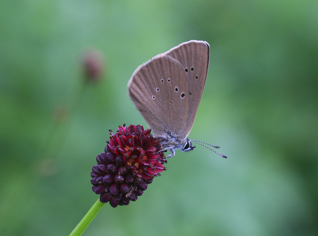 Dusky Large Blue in July 2022 by Неруш Владимир · iNaturalist