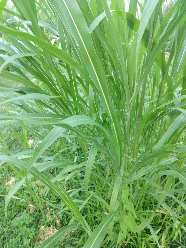 Johnson grass from Omaha, NE 68104, USA on July 14, 2022 at 08:20 PM by ...