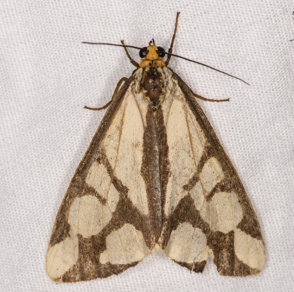 Reversed Haploa Moth from Greenbrier County, WV, USA on July 11, 2022 ...