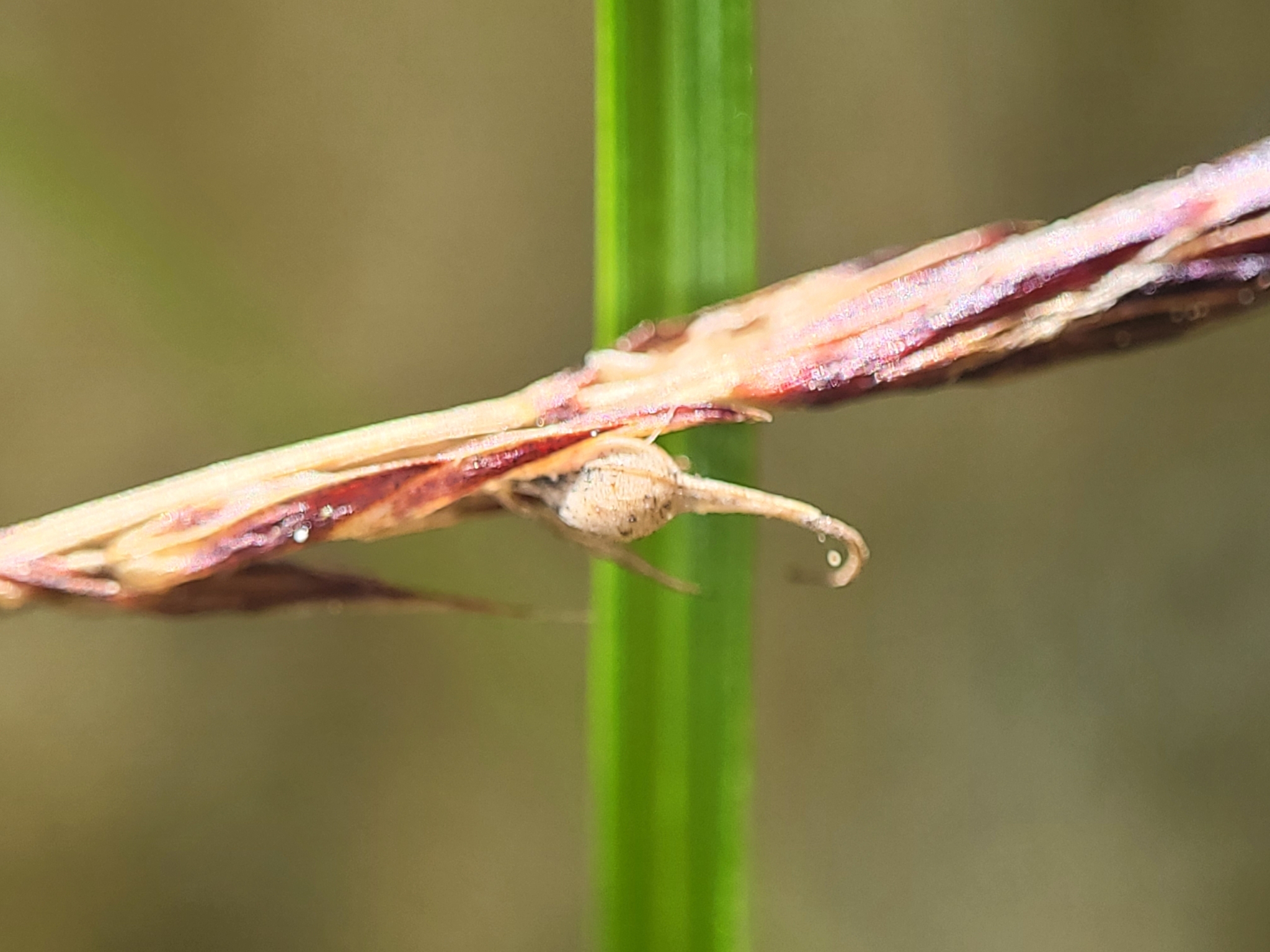 Carex lucorum Willd.