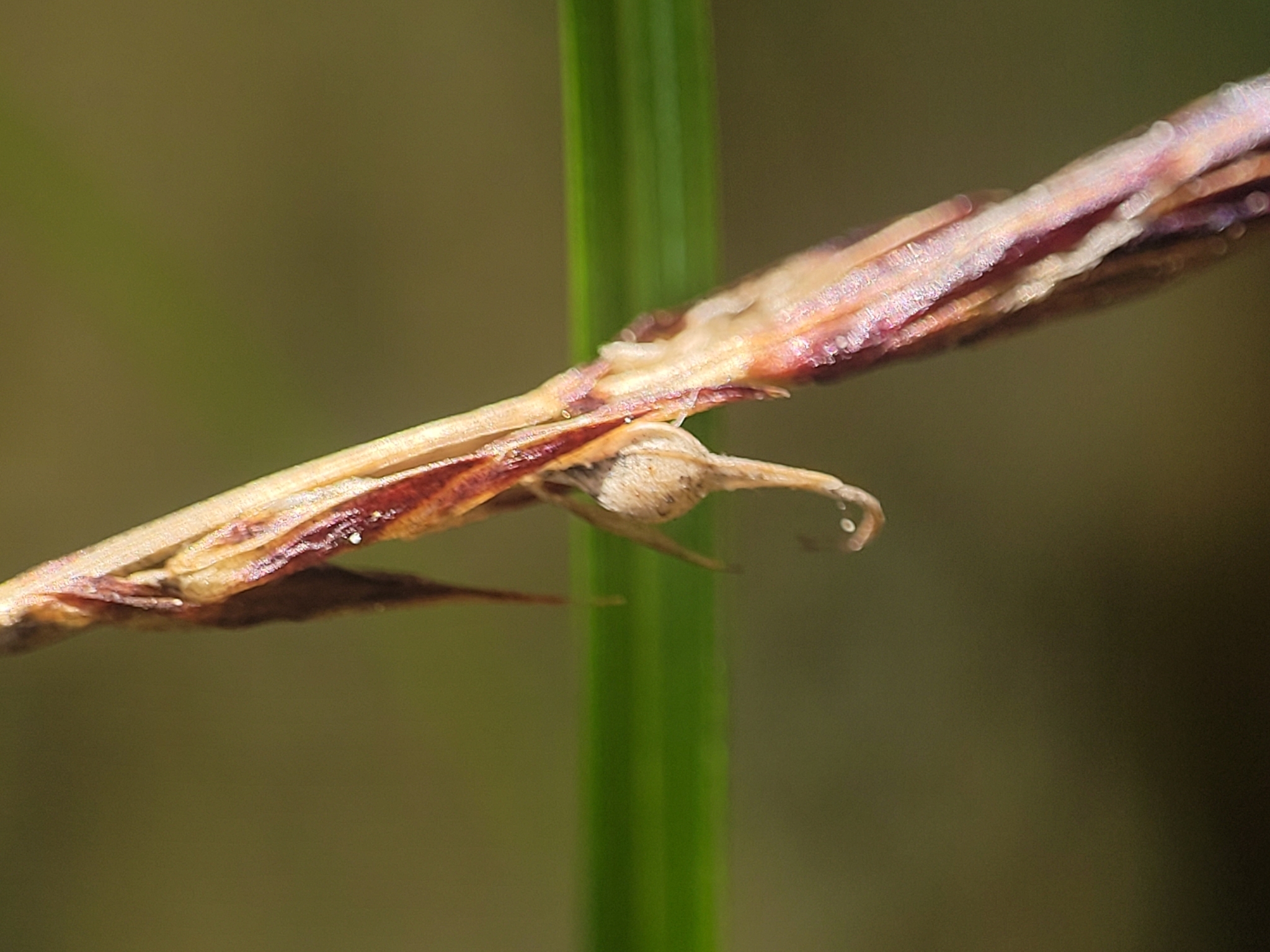 Carex lucorum Willd.