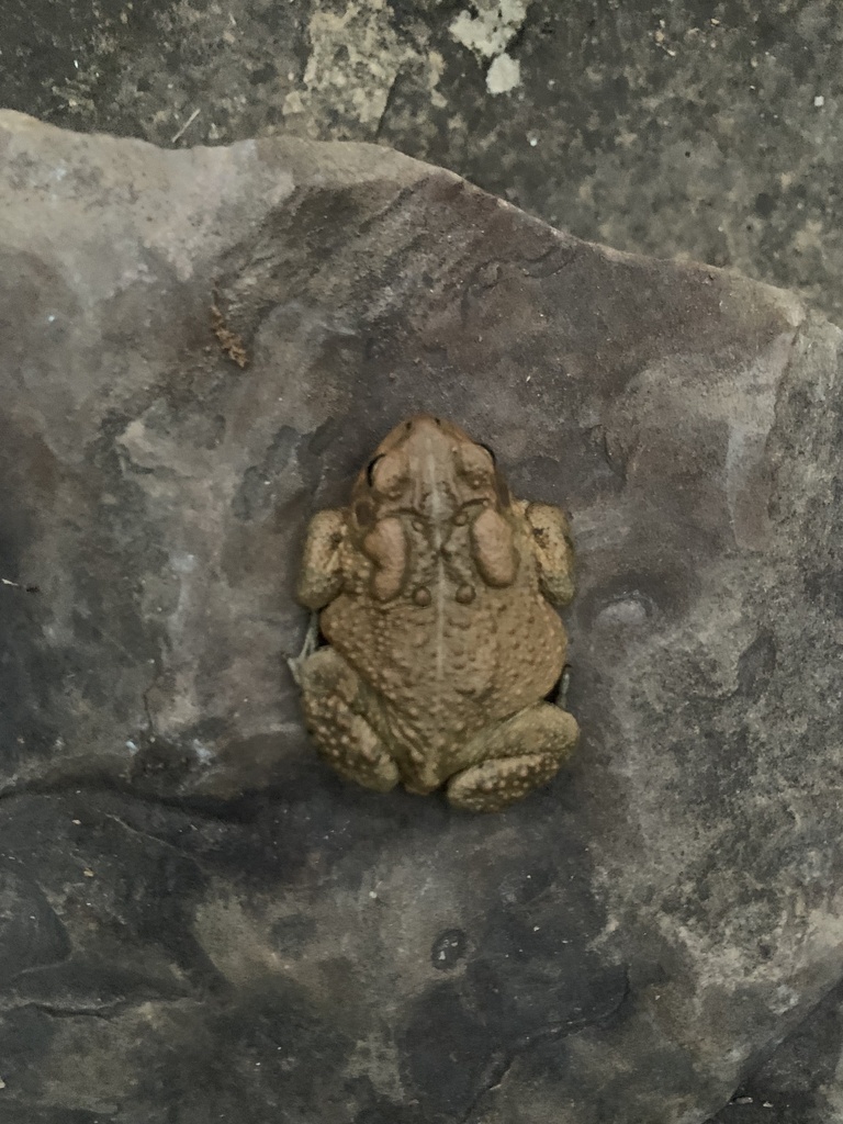 Dwarf American Toad from Conestoga Rd, Elkins, AR, US on July 14, 2022 ...