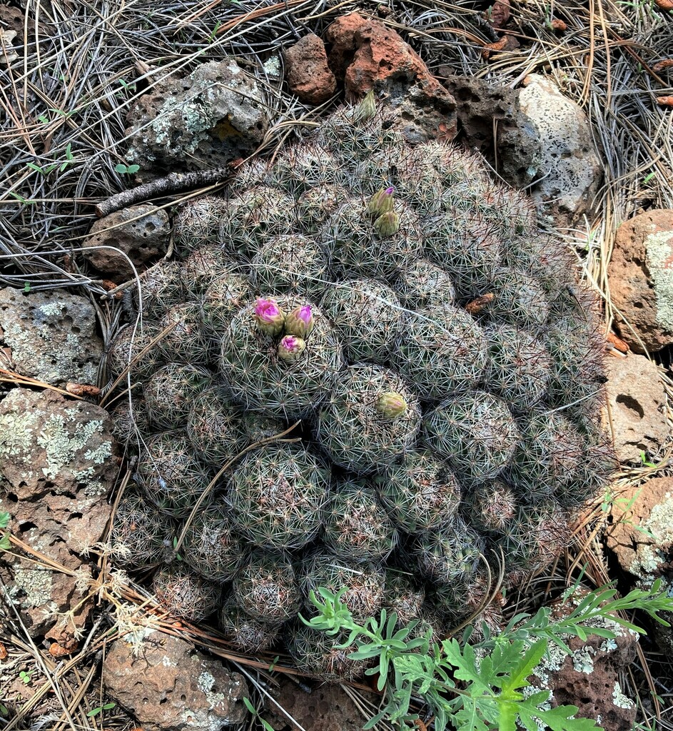 Spinystar from Lakeside, Pinetop-Lakeside, AZ 85929, USA on July 02 ...