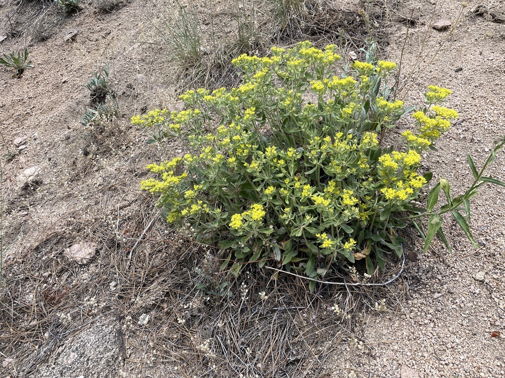 alpine golden buckwheat from Boulder Mountain Park, Boulder, CO, US on ...