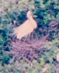 Snowy Egret from St. Johns, Florida, United States on June 30, 1999 at ...