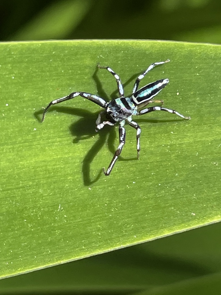North Queensland Jumping Spider from James Cook Park, Gladstone Central ...