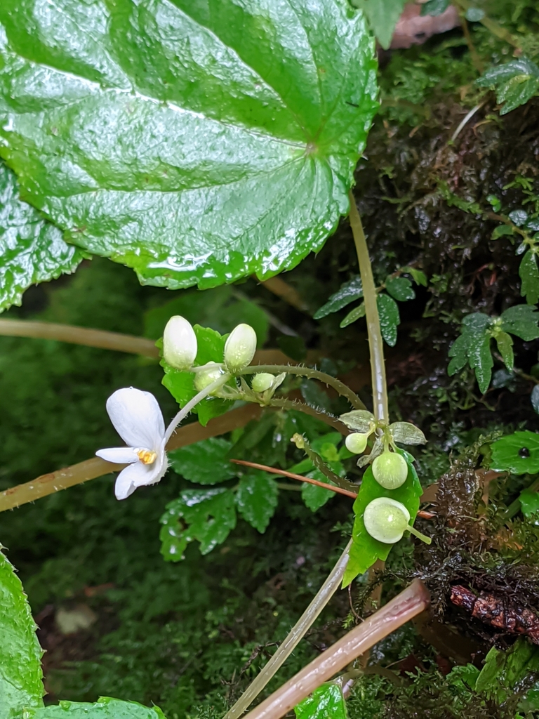 Begonia josephi from Bhujung 33600, Nepal on July 9, 2022 at 03:49 PM ...